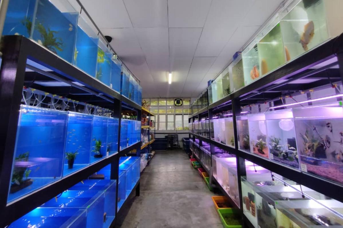 Top 10 Best Aquatic Pet Shops in Malaysia 2025 | Must Visit